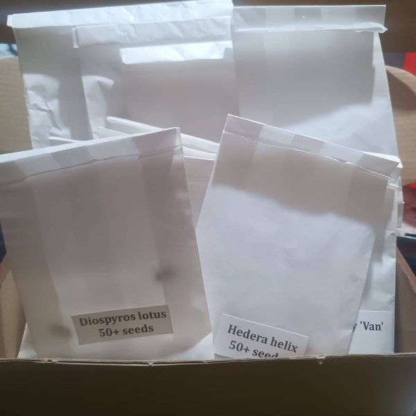 100 japanische Quittensamen. 100 frische Samen Chaenomeles japonica ...