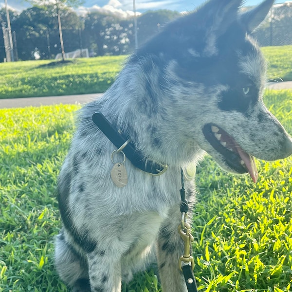 LINUS: Hand Stamped Personalized Custom Pet ID Tags for Dogs and Cats ...