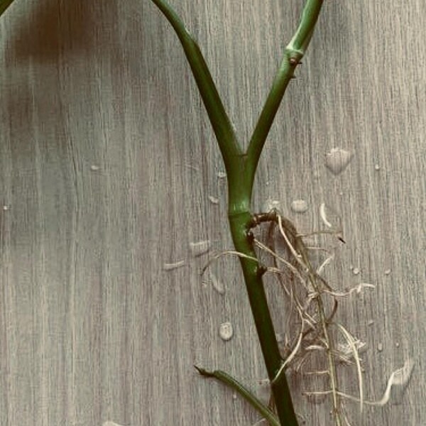 Rare Varigated String of Pearls | String of Hearts | String of Spades ...