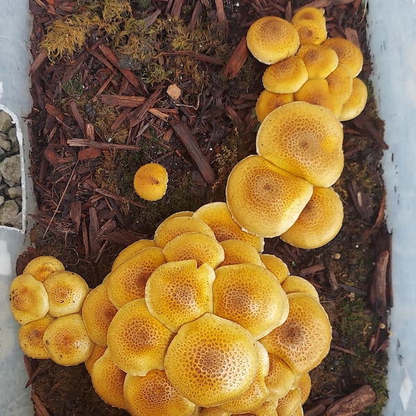 Lion's Mane & King Blue Oyster Mushroom Grow Kits - 5 Lb Fruiting ...