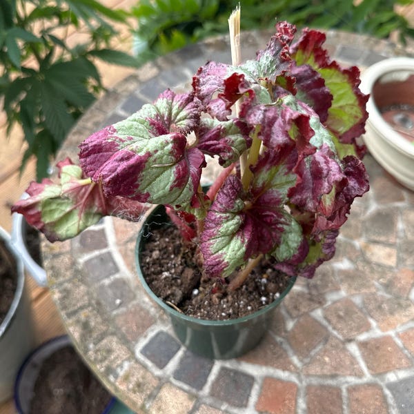 Rex Begonia 'tie Dye', Rare Begonia 4” - Etsy