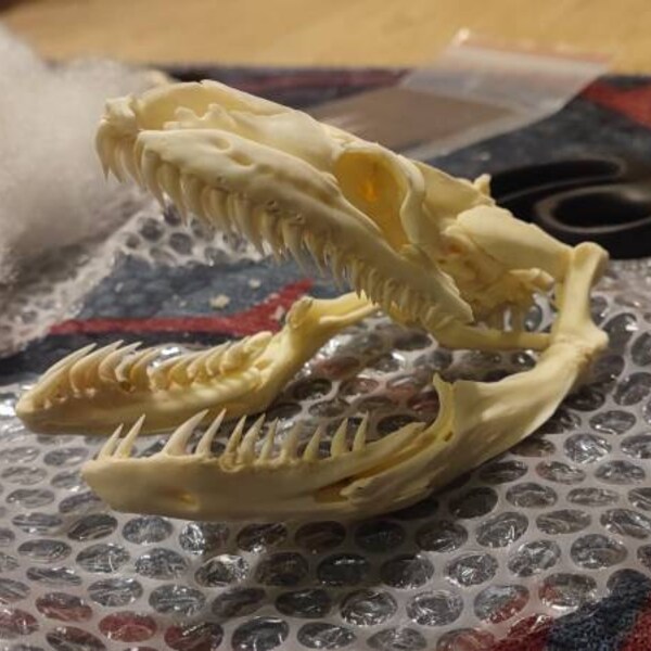 Real Snake Skeleton, Caduceus Snake Skull Taxidermy, Ouroboros Snake - Etsy