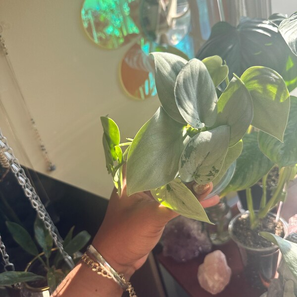 3” Sooo (TM) Silver Scindapsus Plant Pot - NEW CULTIVAR - Lush ...