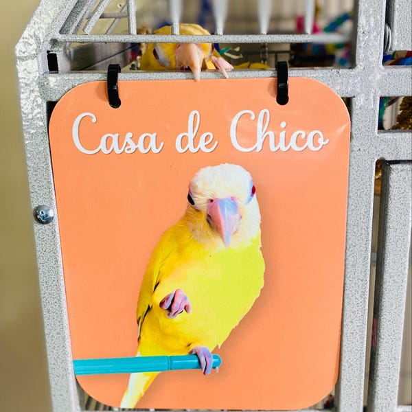 Guinea Pig Name Tag, Guinea Pig Accessories, Pet Tag, Guinea Pig ...