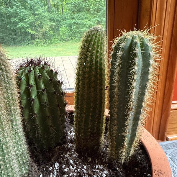 Rebutia Sanguinea Cactus Plant, Fully Rooted, Clumping Cactus, Small ...