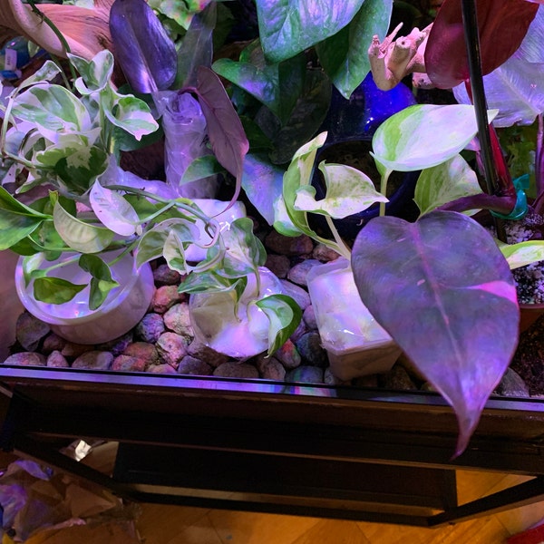 Potho Manjula High Viraigation Rare, Cuttings & Established Plants - Etsy