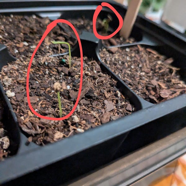 30 SEEDS Bitter Melon Momordica Charantia Bitter Gourd Melon Cundeamor ...