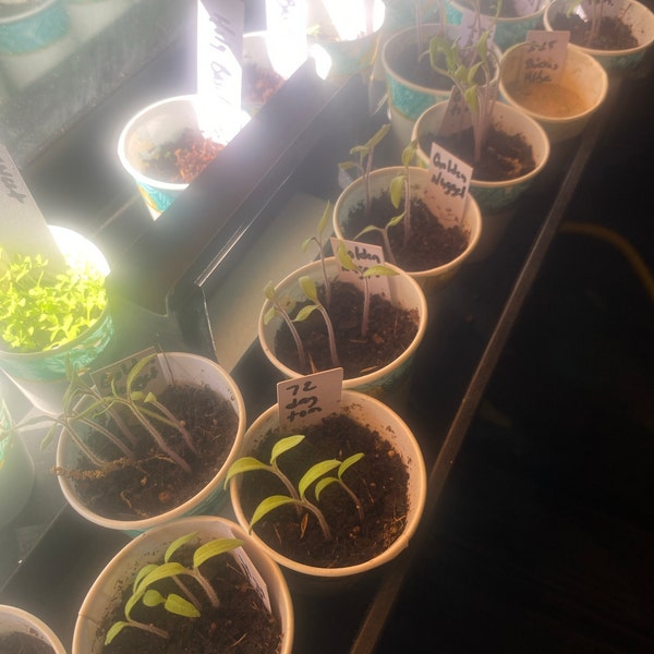 Heirloom Tomato- Trip-l-crop- Italian Tree Tomato- 90 Day MONSTER ...