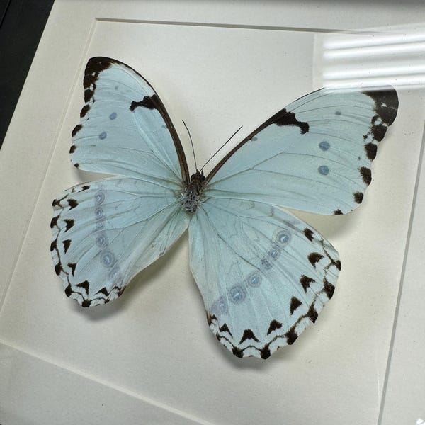 Real Framed Moth Urania Shadow Box Frame Insect Taxidermy Golden Moon ...