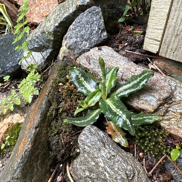 Western Sword Fern Plant, Polystichum Minutum, PNW Native Shade Fern - Etsy