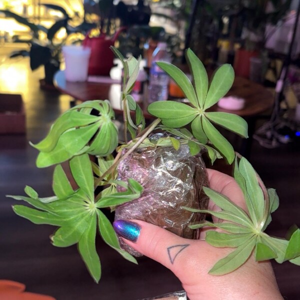 Ranunculus Tecolote Picotee Pink Mix Corms (10) - Etsy