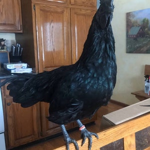 Personalized Chicken or Bird Leg Band Name Band | Etsy