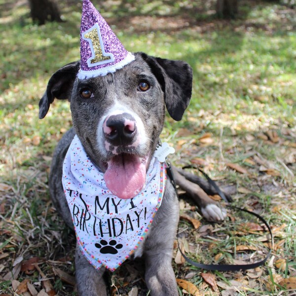 Custom Mini Fun Party Hat, FIRST Birthday, 1st B-day Hat, Girl Boy Dog ...