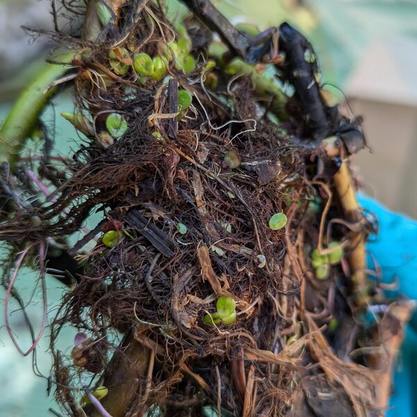 Carex Lurida | Shallow Sedge | Bareroot | Wetland Restoration | Live ...