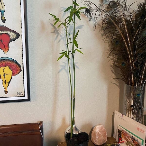 Blue Timber Clumping Bamboo/bambusa- 1 Value Priced Division - Approx ...
