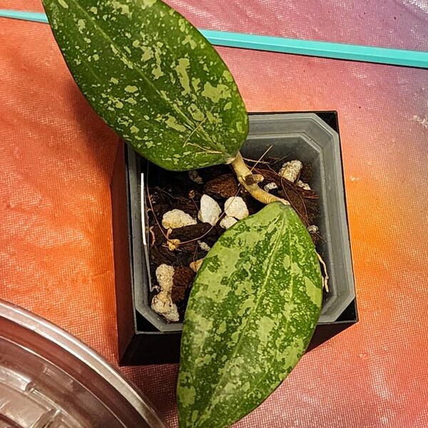 Hoya AH seaweed - Etsy
