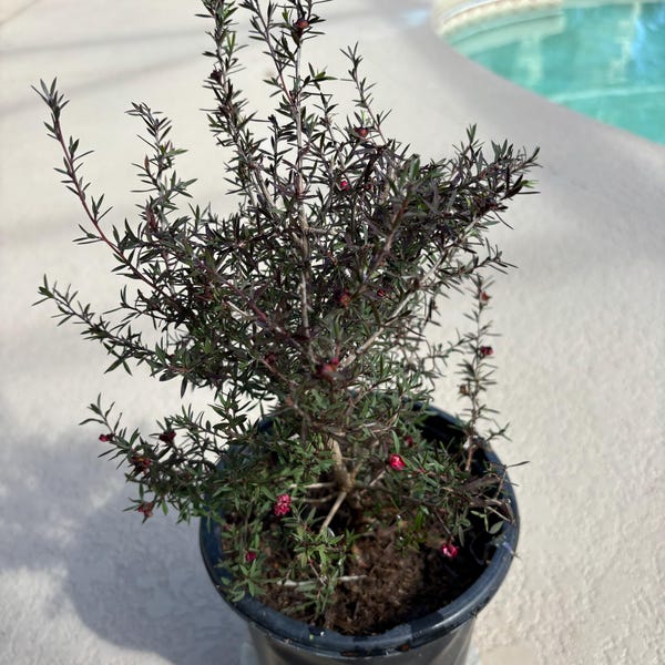 Leptospermum Scoparium Tea Tree - Now Currently Blooming! 3 Colors to ...