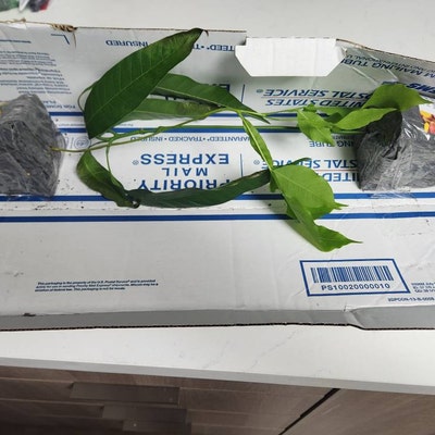 5 Rollinia Deliciosa Seeds Biriba Rollinia Mucosa Rare Tropical Fruit ...