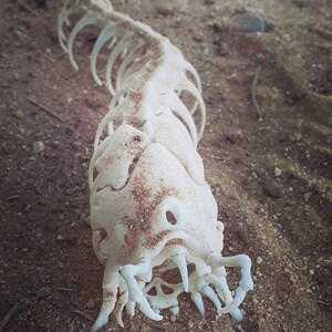 Dead Imp Skeleton 3D Print Taxidermy Sculpture | Etsy