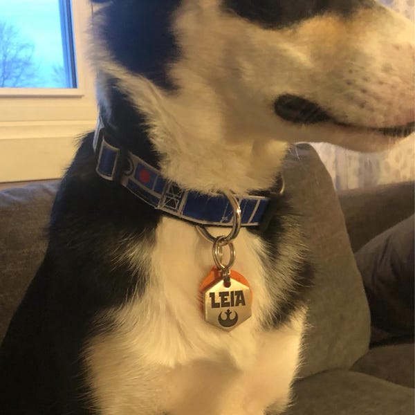 Dog Tags, Dog Tags for Pets, Dog Tag, Pet Tags, Pet Tags for Dogs, Pet ...