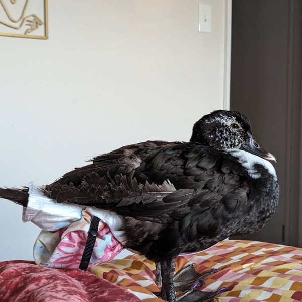 High Quality ORIGINAL - Duck Chicken Goose Diaper Harness - Adjustable ...