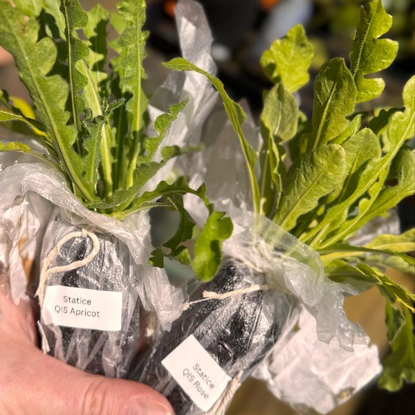 Micro Pepper Hot Pops Purple Ornamental Chili Pepper 15 Seeds - Etsy