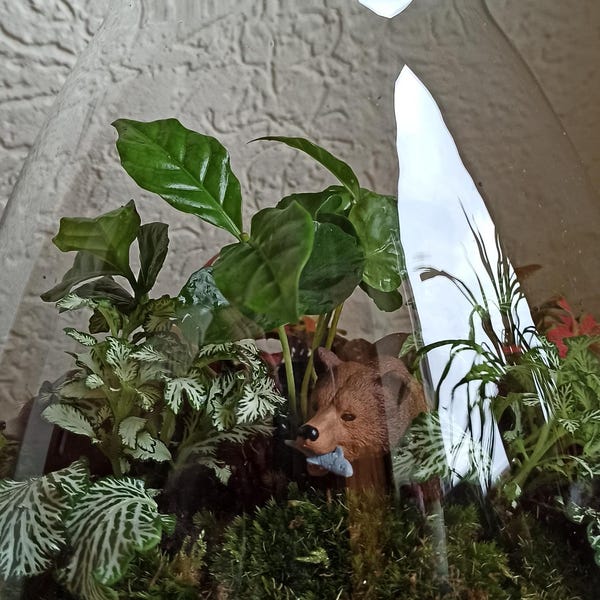 Plant Terrarium Kit • Palm • 3 Terrarium Plants • Closed Terrarium ...