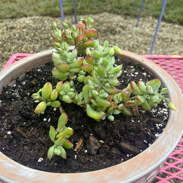 JAVA RED - Bleeding Heart Rooted Starter Plant - Clerodendrum Delectum ...