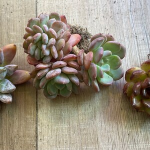 Echeveria Caviar/ Pachyphytum Caviar Imported Succulent - Etsy