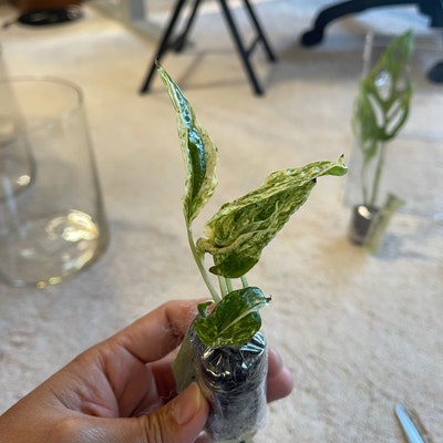 Albo Variegated Spider Man Monstera variegated Amydrium Medium Starter ...