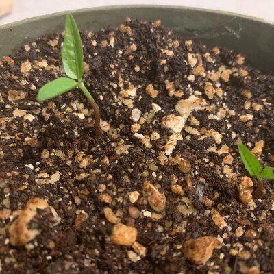 Oenothera Fruticosa Golden Sundrops Primrose Yellow Perennial 20 Seeds ...