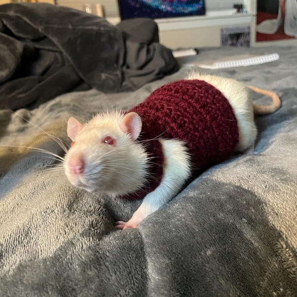 Rat Sweater - Cozy Sweater - Pet Sweater - Red Heart - Yarn - New ...