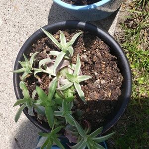 RARE Crassula Tabularis Pagoda Village Succulent Plant 2 Pot - Etsy