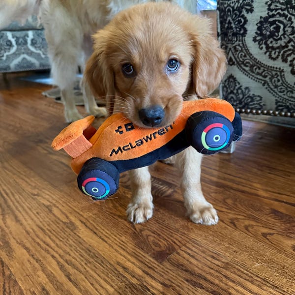 Formula 1 Parody Plush Dog Toy Car: Red Bull Themed Squeaky Toy - Etsy