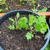 Chrysanthemum Morifolium JU HUA Plant in 2.5" Pot Tea Chrysanthemum ...