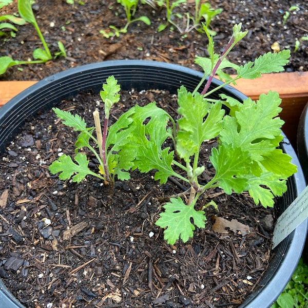 Chrysanthemum Morifolium JU HUA Plant in 2.5" Pot Tea Chrysanthemum ...