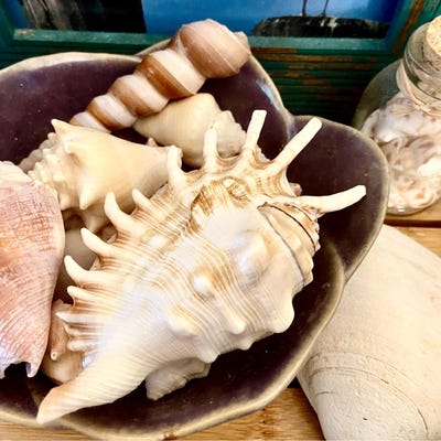 Small Hebrew Cone Seashells Conus Ebraeus 5 Shells Approx. 0.75 Inches ...