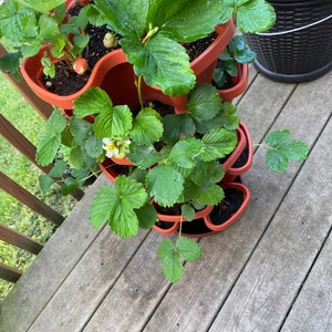 5 Heritage Everbearing Red Raspberry Plants 5 Large 1 Year - Etsy