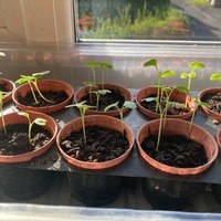 Nine Star Perennial Cauliflower/broccoli Seeds - Brassica Oleraceae ...