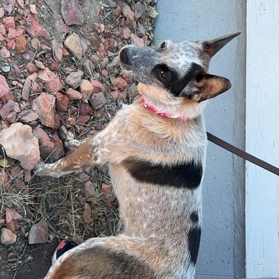 Galaxy Cosmic Dog Collar With Metal Buckle, 1 Inch Wide Space Dog ...