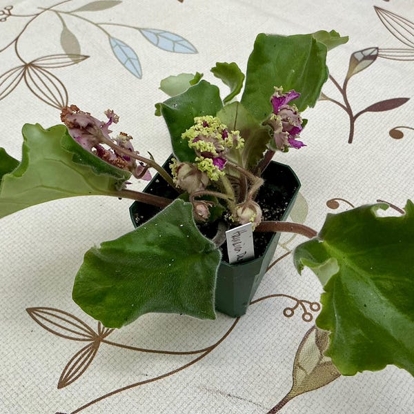 Micro Mini African Violet Vallarta Campanas Moradas - Etsy