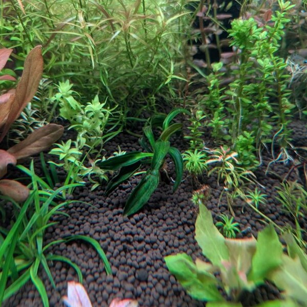 2 Bucephalandra Micro Plants! Live Aquarium Plants! Free S/h!! Live ...