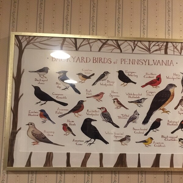 Pennsylvania Backyard Birds Field Guide Art Print / Watercolor Painting ...