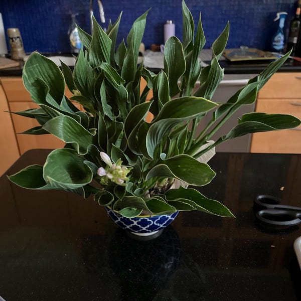 CLEMATIS 'EDDA'. Plant. Perennial. - Etsy