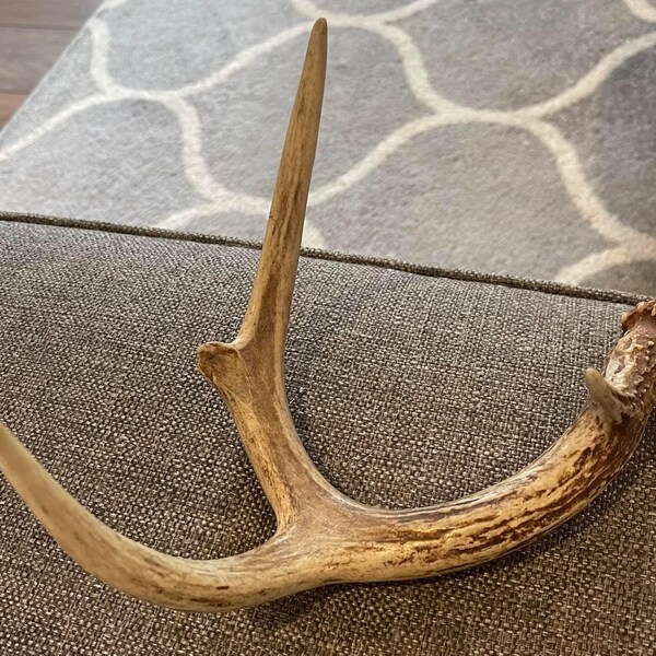 Small Deer Antler. Whole Deer Antler. Craft Antler. Grade A Deer Antler ...