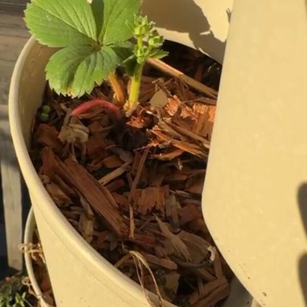 Ranunculus Aviv Rose Buy 4 Get 1 Free - Etsy