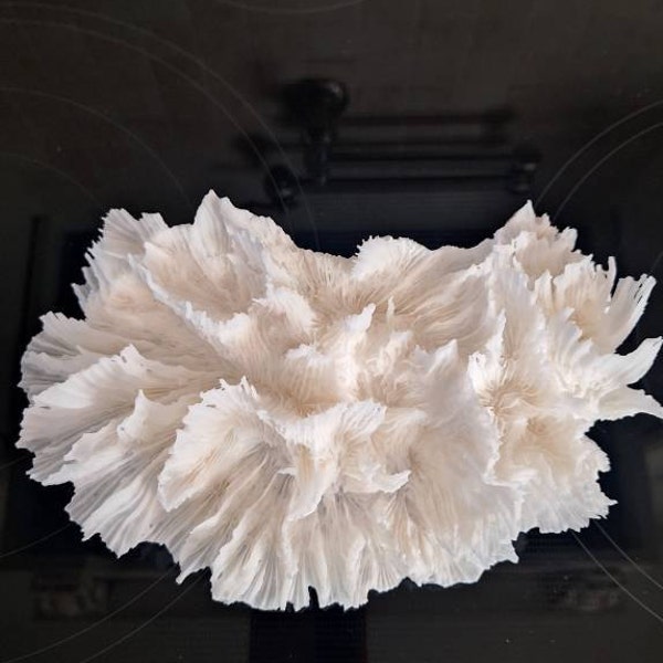 1-1.5 Babylonia Areolata Spotted Seashells YOU PICK QUANTITY Small ...