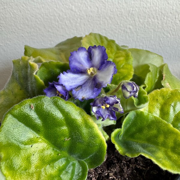 Vat Star Race African Violet Live Plant, Young Starter in a 4" Pot ...