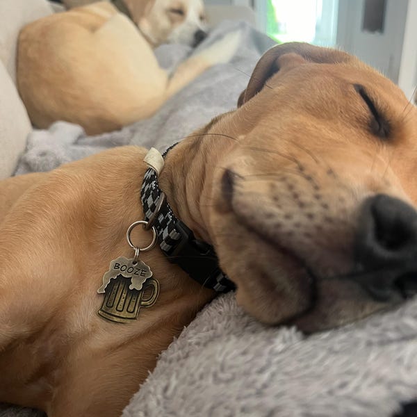 Letter "a" Dog Tag-pet ID Tag-unique Pet Tag-custom Hand Crafted ...