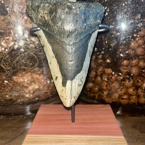 Medium Megalodon Shark Tooth Stand Shark Tooth Stand Custom | Etsy